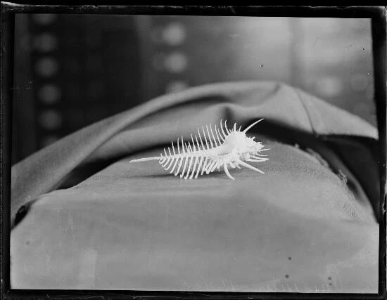 SPINY MUREX SHELL display Australian Museum Sydney 5 April 1933 2 Old ...