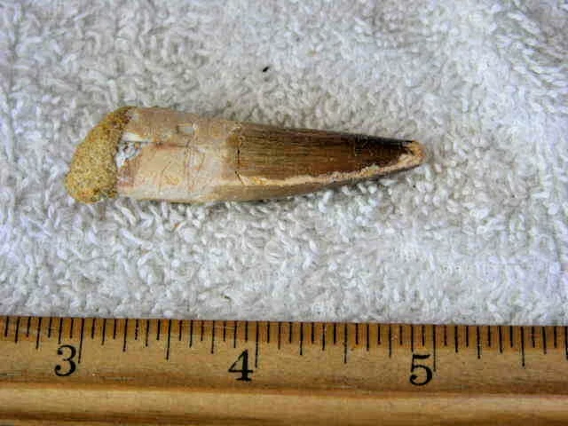 DINOSAUR FOSSIL TOOTH Spinosaurus Cretaceous Era bigger 2 inch long ...
