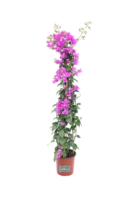 PIANTA DI BOUGAINVILLEA Sanderiana vera ornamentale viola rampicante da ...