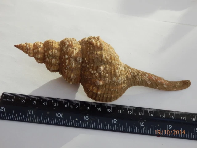 SEA SHELLS FASCIOLARIIDAE, Fusinus ansatus, a Spindle Shell, approx ...