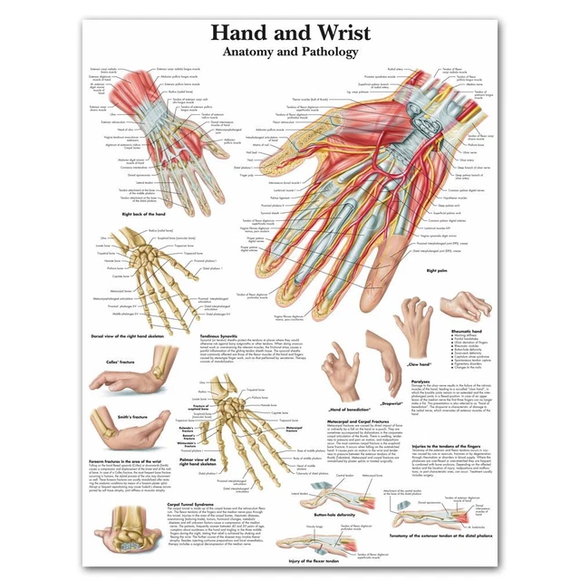 HAND AND WRIST Anatomical Chart (Poster) £40.25 - PicClick UK