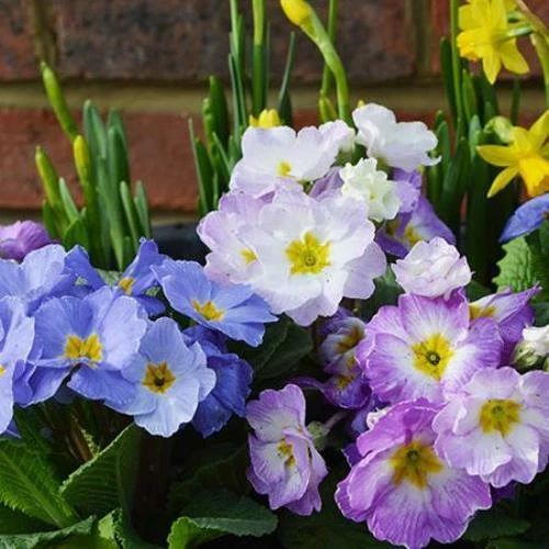 PRIMROSE MILKSHAKE 20 Plant Pack 5cm Garden Plant Hardy Evergreen £17. ...