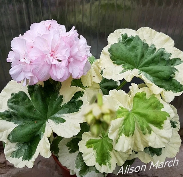 PELARGONIE GERANIO ALISON March giovane pianta con boccioli gioielli a ...