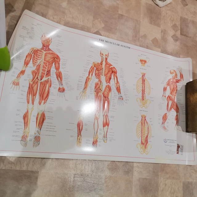 VINTAGE HUMAN ANATOMY Body Wall Chart. Anatomical Poster. The Muscular ...