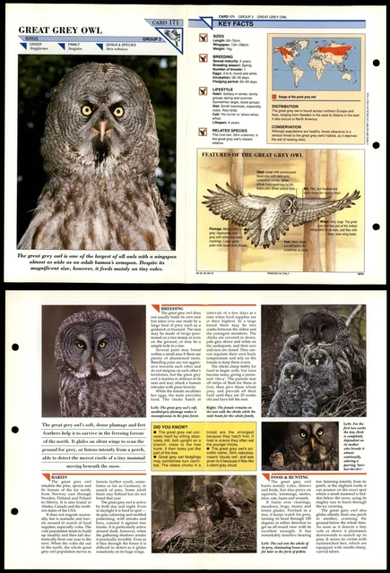 GREAT GREY OWL #171 Birds Wildlife Fact File Fold-Out Card £1.99 ...