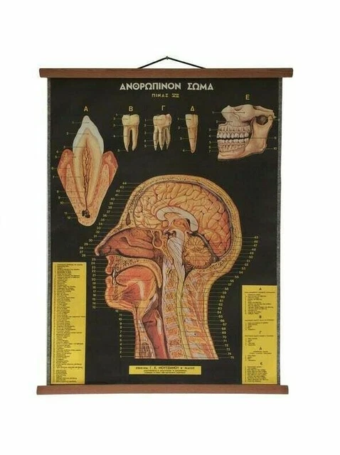 VINTAGE HEAD AND Teeth Pull Down Chart, Anatomy Poster, Human teath ...