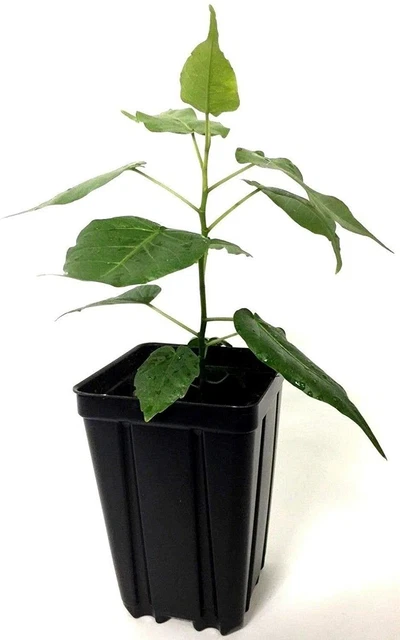 Ficus Religiosa Bodhi Tree Fig Bodhi Tree Ficus Plant Leaves Indoor Hot Sex Picture