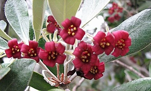 RARE 6 GRAINES de KARO (Pittosporum Crassifolium)G784 SEEDS SAMEN ...
