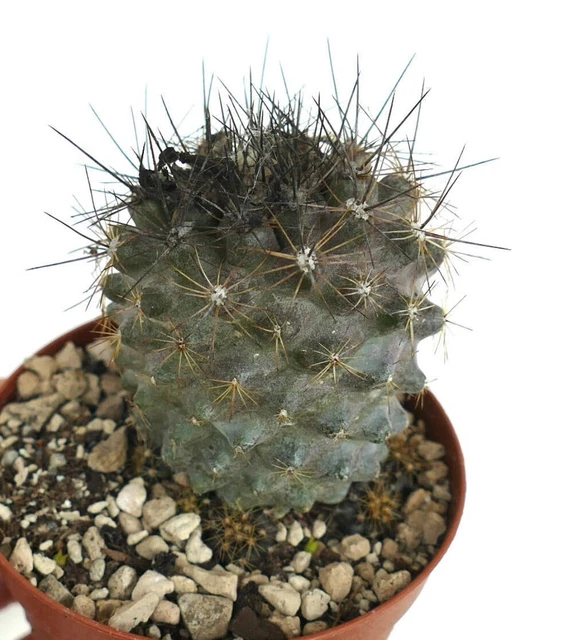 COPIAPOA HUMILIS - NO cinerea solaris EUR 15,00 - PicClick FR