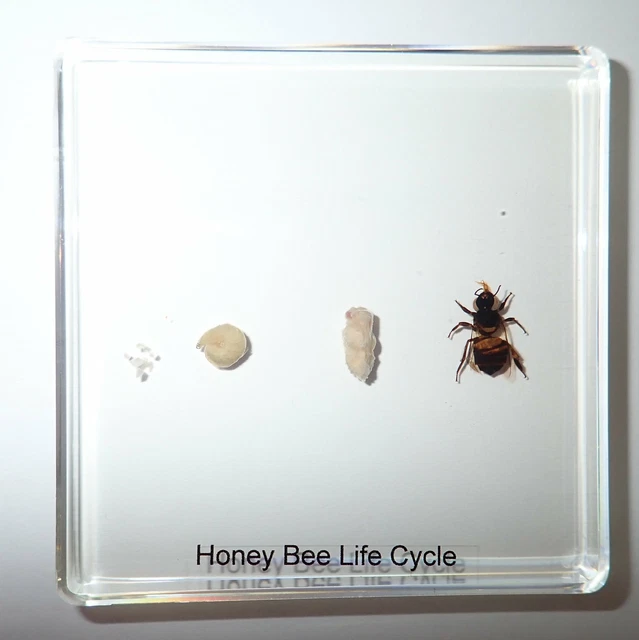 HONEY BEE APIS mellifera Specimen Life Cycle Simplified Set Education ...