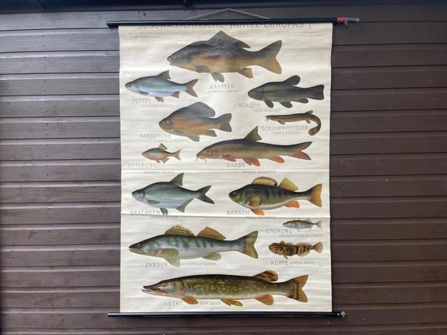 VINTAGE FRESHWATER FISH school chart enducational chart poster coarse ...