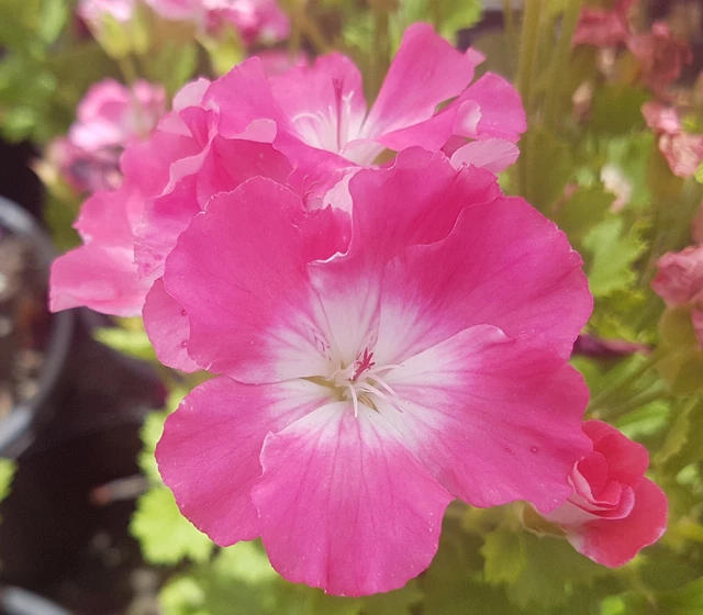 SURFIN ROSE REGAL Pelargonium x 1 Plant --------------------- Geranium ...