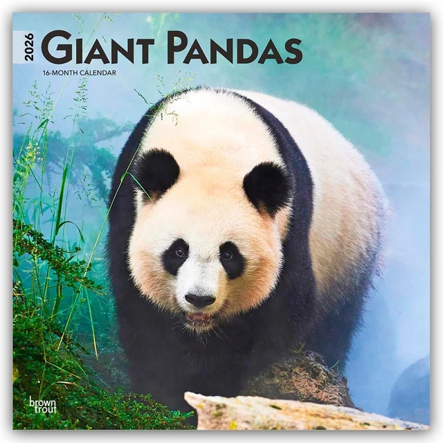 GIANT PANDAS - Großer Panda - Pandabären 2026 - 16-Monatskalender ...