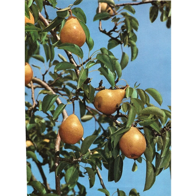 BRANCHES OF A Pear Tree 1960s Poem Retro Kitsch Wall Art SF1 £24.59 ...