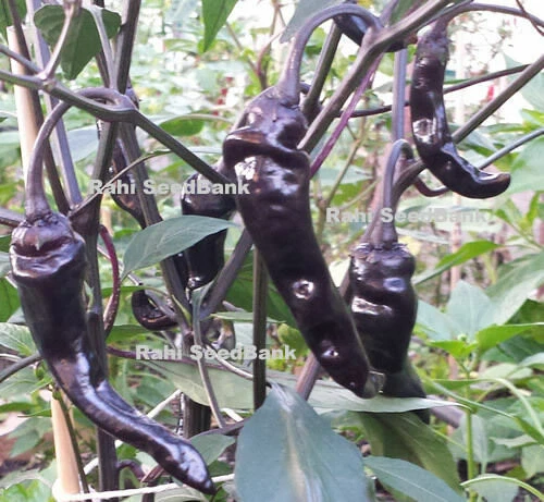 BLACK THAI TQ Chilli - One of the Most Beautiful Black Chilli You will ...