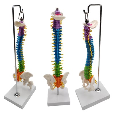 SPINE MODEL, 45CM Life Size Model with Vertebrae, Nerves, £24.43 ...