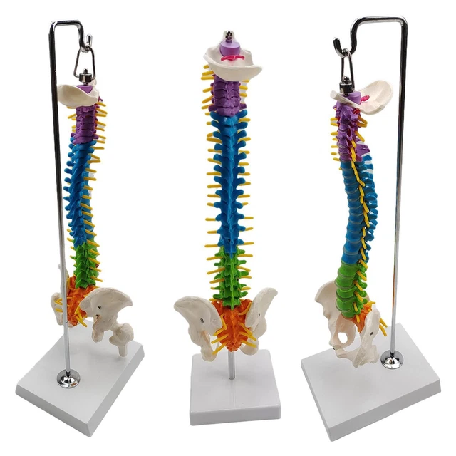 Spine Model 45cm Life Size Model With Vertebrae Nerves Eur 3200 Picclick Fr
