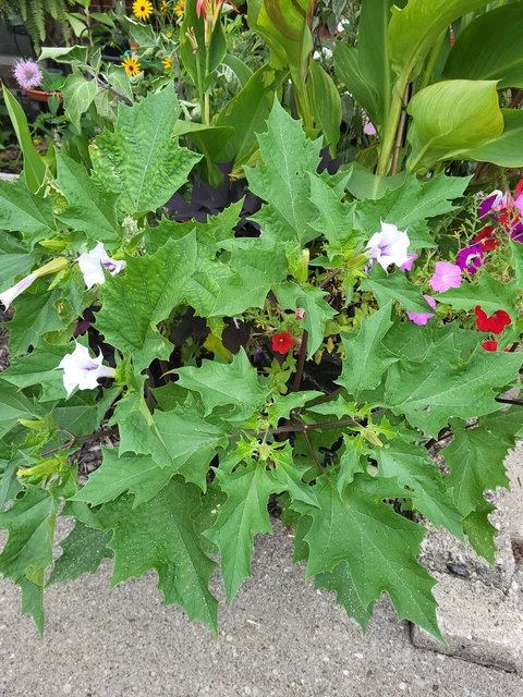 Smeraldo Flower Seeds | Best Flower Site