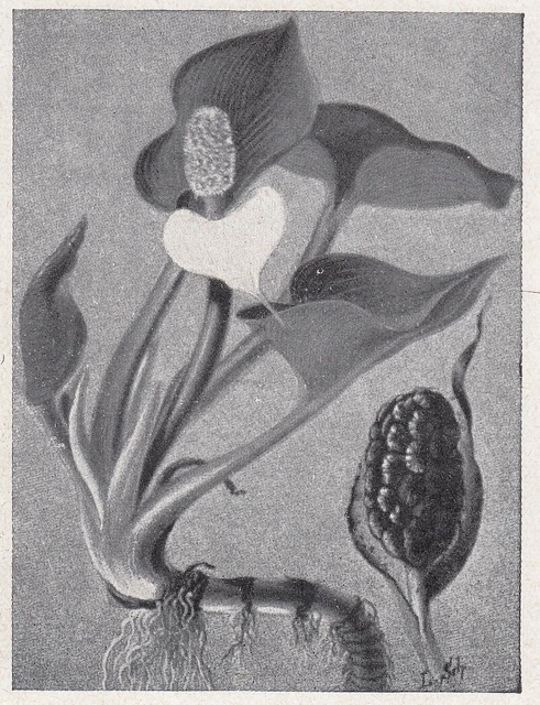 E2186 CALLA PALUSTRIS - 1934 Imprimir Época - Vintage Print EUR 5,90 - PicClick FR