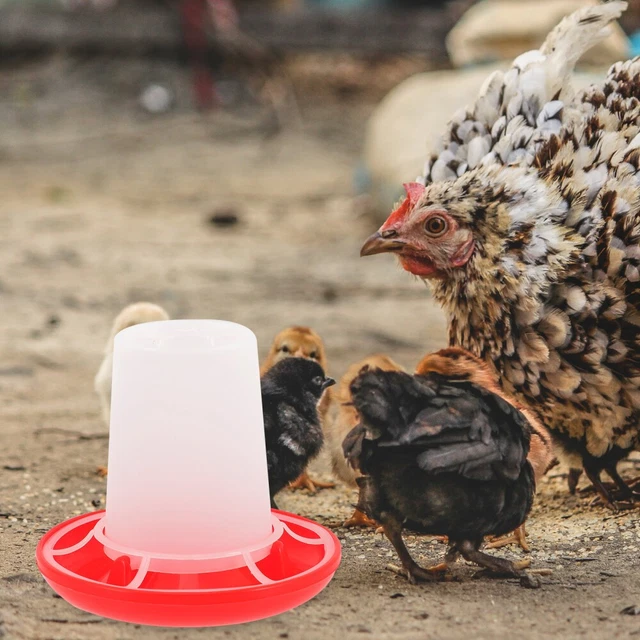 KIT AUTOMATICO DI Alimentazione E Abbeveraggio Per Polli Da 4 Pezzi ...