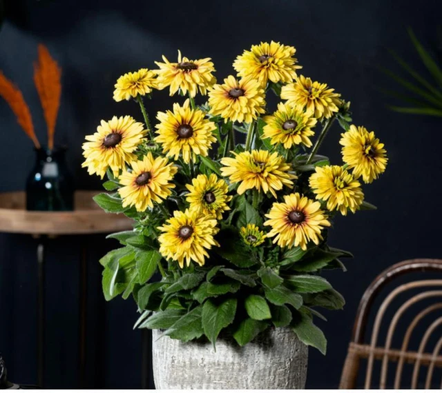 RUDBECKIA ‘RUDY MINI Double Yell-Lemon Plug Plants Pack x6 £7.95 ...