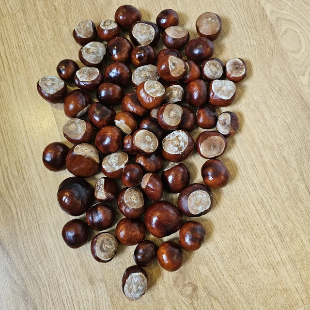 🍂 X50 AUTUMN 2025 Conkers 🍁 £7.55 - PicClick UK