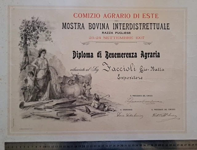 ANTICO DIPLOMA ART Deco' Fiera Bovina Este ( Padova ) Razza Pugliese ...