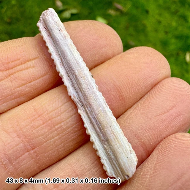 RAY FISH SPINE Fossil | Eocene | Morocco | Authentic Marine Fossil ...