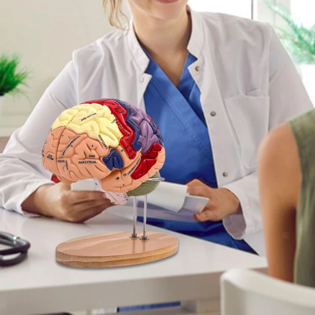 HUMAN BRAIN MODEL Anatomy Medical Model for Classroom Study Biology ...
