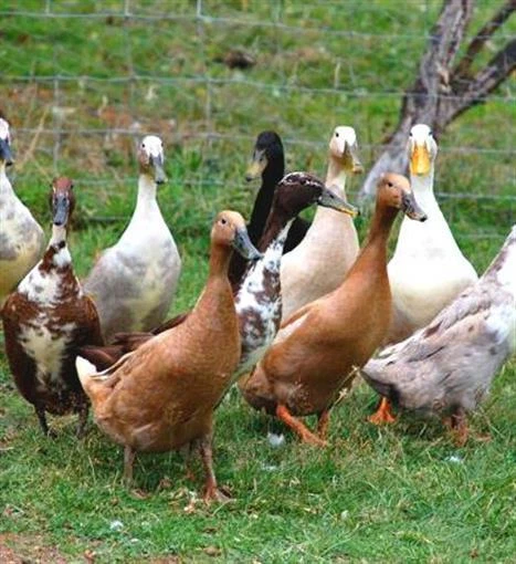 6 X LOVELY Mixed Colour Indian Runner Duck Eggs - Great Results - FREE ...