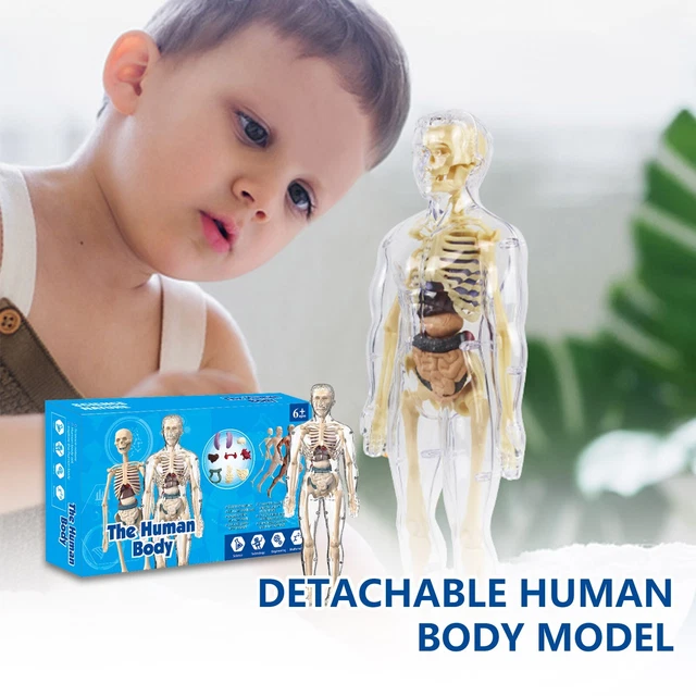 3D ANATOMY HUMAN Model For Children, Human Torso Body Anatomy ...