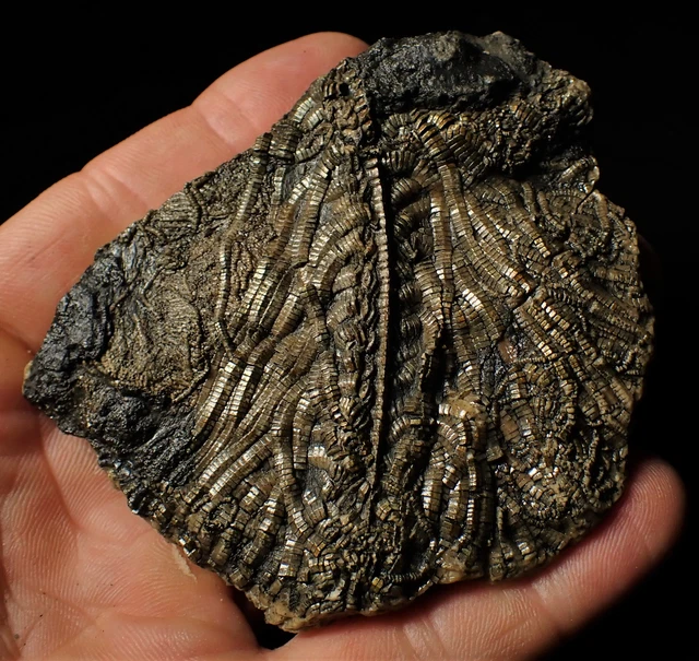 LARGE DETAILED CRINOID fossil (86 mm) Charmouth Jurassic Coast UK ...