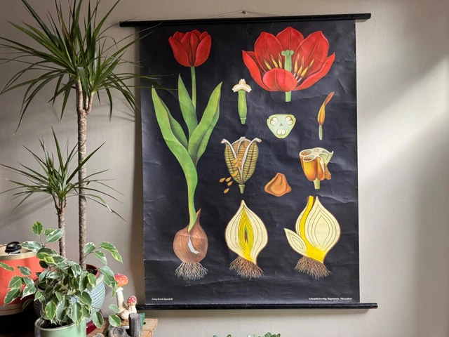 VINTAGE TULIP SCHOOL chart by Jung Koch Quentell botanical poster ...