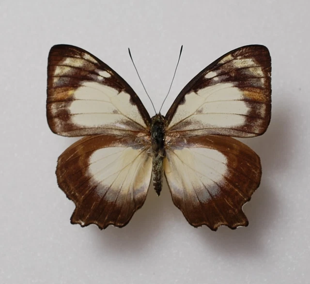 FEMALE MYNES WOODFORDI ssp hercyna from Guadalcanal - Solomons £28.00 ...