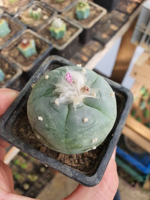 MAMMILLARIA ARIOCARPUS AZTEKIUM astrophytum echinopsis rebutia ...