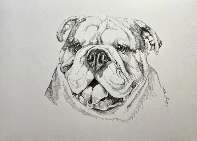 COA ORIGINAL DRAWING Art Croquis au crayon chien portrait bouledogue ...