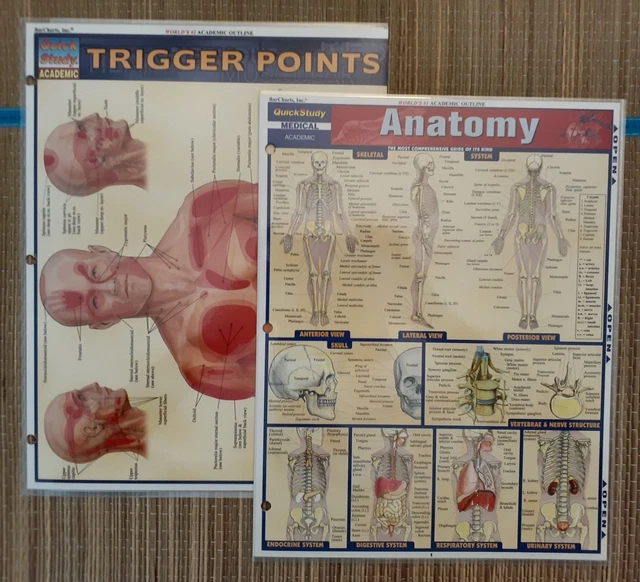TRIGGER POINTS HUMAN Anatomy Quick Study Charts Student Reference ...