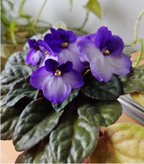 FLOWERS VIOLETS VIRTUAL digital photo picture card image #J028Y Julia ...