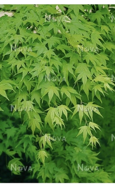 GRAFTED JAPANESE MAPLE Acer Palmatum Ukon £9.50 - PicClick UK