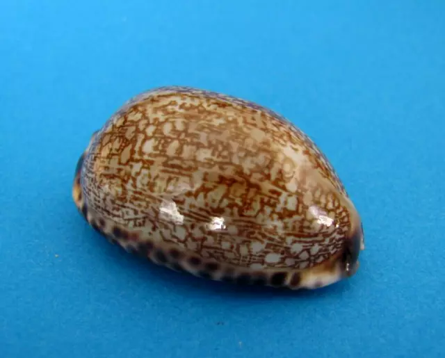 CYPRAEA EGLANTINA 52,5 mm f+++ Nouvelle Calédonie EUR 3,50 - PicClick FR