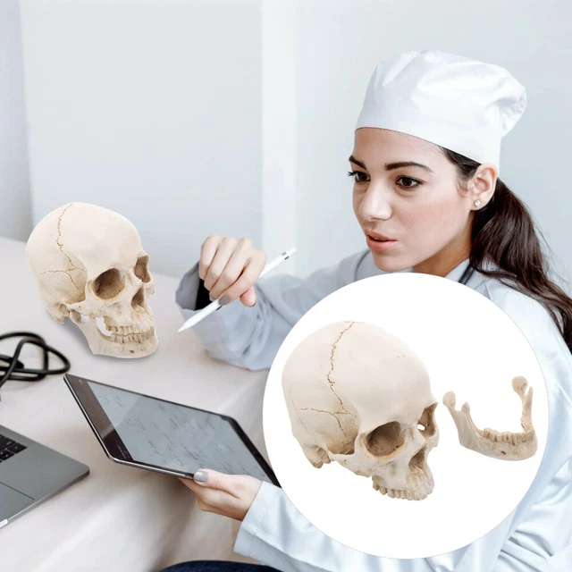 MEDICAL SKULL MODEL Detachable Human Skull Model Realistic Human Skull ...