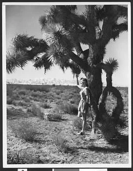 WOMAN LEANING AGAINST a Yucca tree California Old Photo EUR 6,66 ...