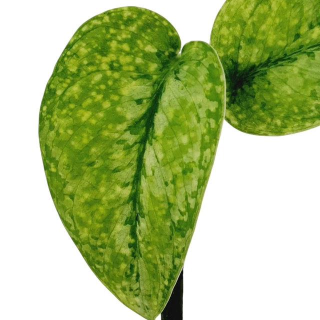 SCINDAPSUS 'LEOPARD' VARIEGATED - Rare - Not Monstera, Philodendron ...