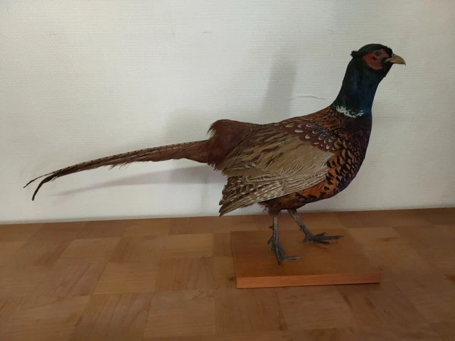 FAISAN NATURALISE / Empaille / Taxidermie EUR 15,00 - PicClick FR