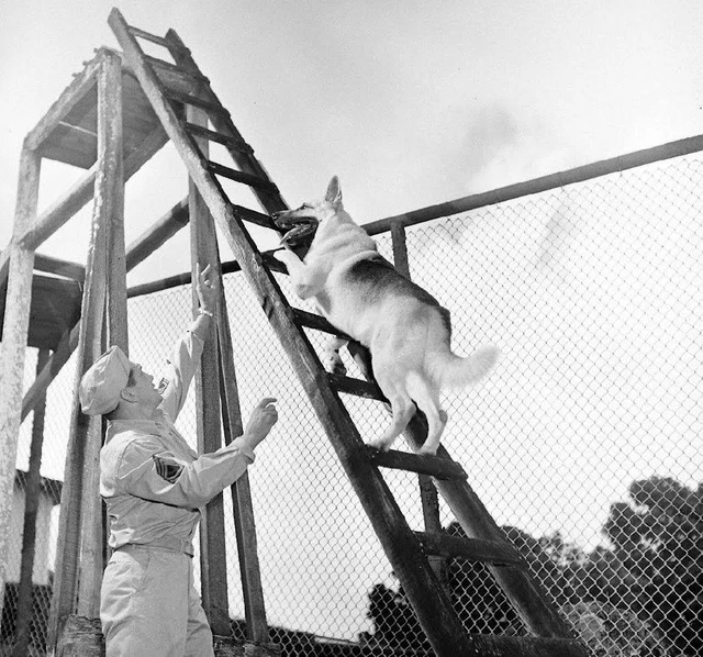WW2 PHOTO WWII US Military War Dog Ladder Training 1942 World War Two ...
