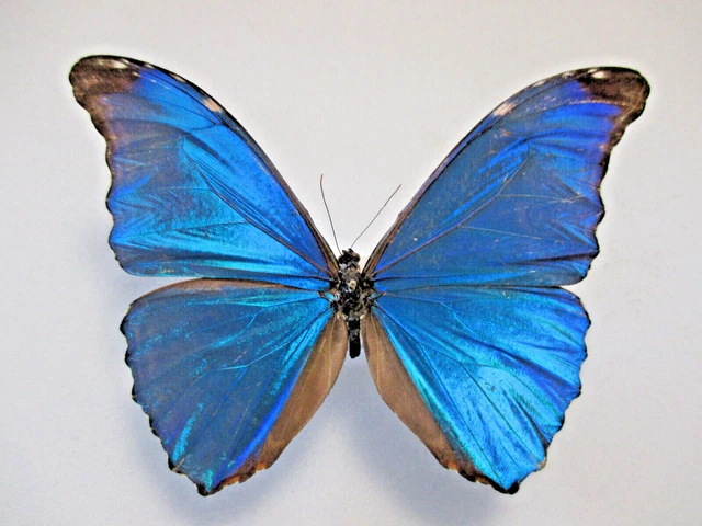 ENTOMOLOGIE MORPHINAE MORPHO absoloni Mâle Perou-Madre de Dios EUR 55 ...