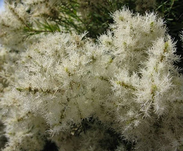 PAPERBARK 1250 SEEDS Native Flowering Tree Garden Melaleuca ...