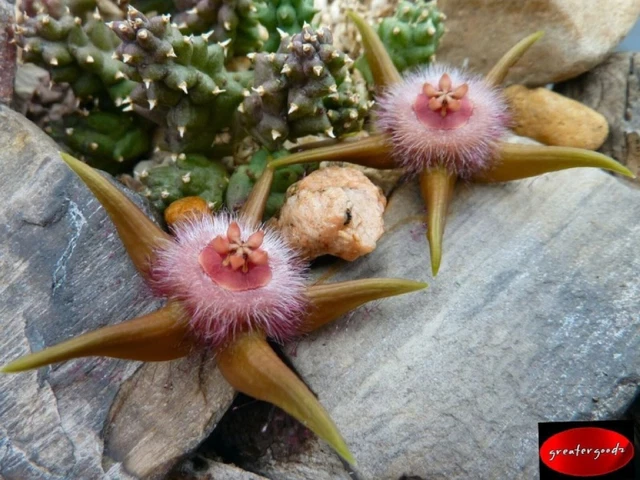 DUVALIA CORDEROYI MAJESTIC stunning BLOOM stapelia_huernia_orbea ...