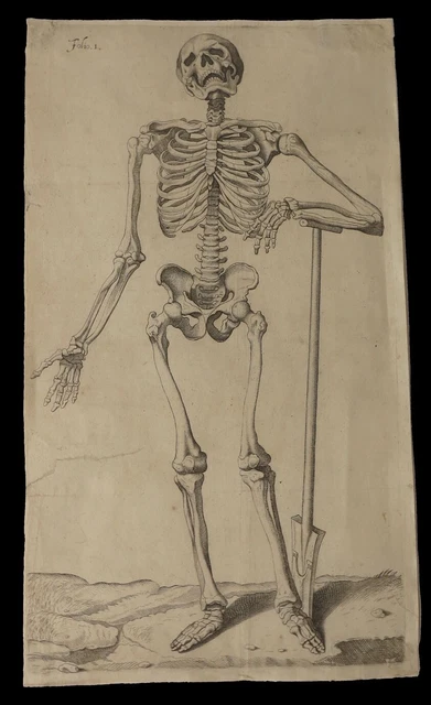 [ANATOMIE SKELETON] VESALE (André, d'après) - Gravure figurant un ...