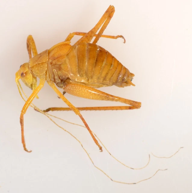 ORTHOPTERA SP. ARTHROPODA Phasmatidae Phasmatodea Phasmida ...